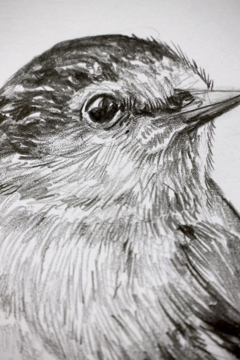 Robin sketch #1 – Sian Storey Art